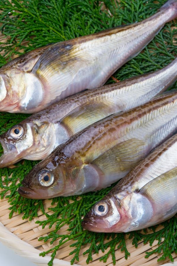 Sailfin sandfish stock image. Image of fish, japan, sailfin - 69723431