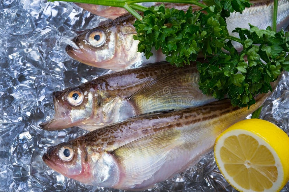 Sailfin sandfish stock image. Image of meal, cook, food - 27372473