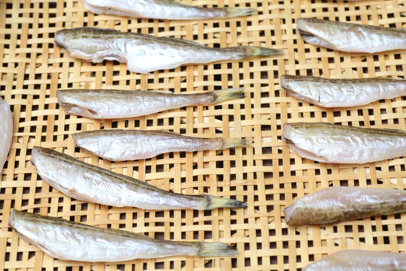 Sailfin Sandfish Stock Photos - Free & Royalty-Free Stock Photos from ...