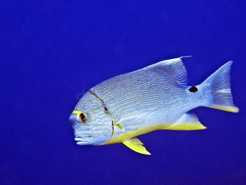 Sailfin Snapper (Symphorichthys Spilurus) Stock Photo - Image of ...