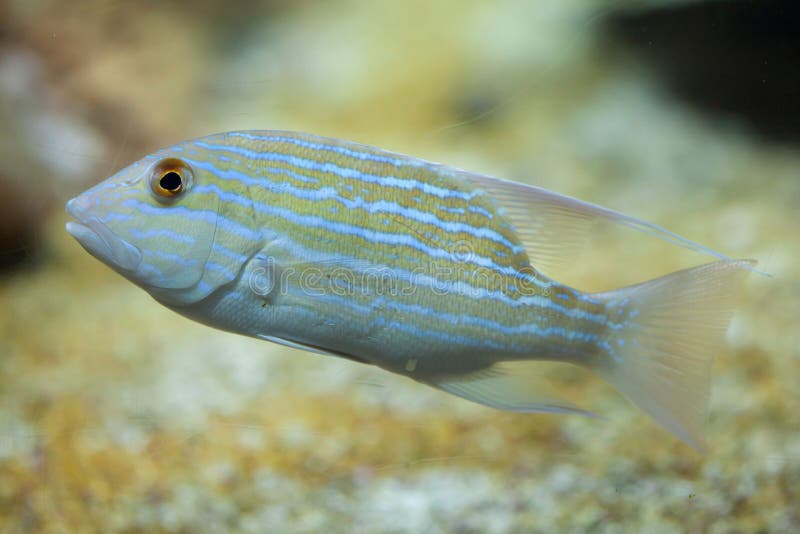 Sailfin Snapper (Symphorichthys Spilurus). Stock Photo - Image of ...