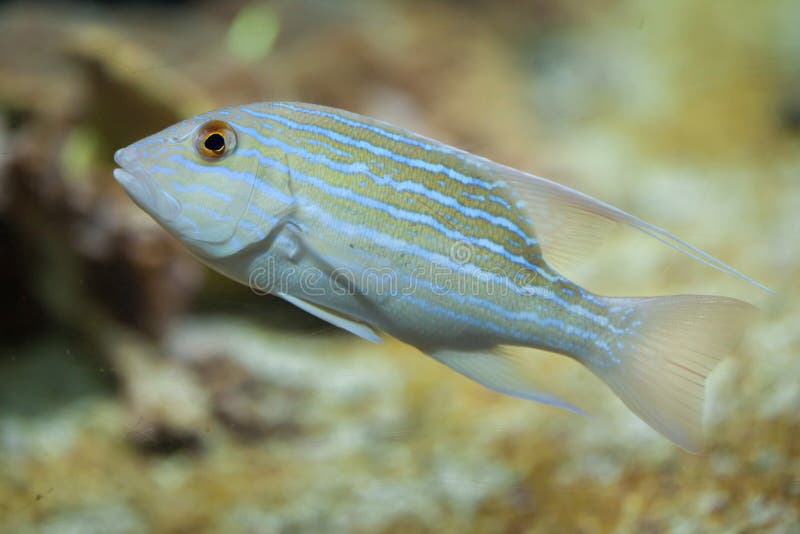 Sailfin Snapper Symphorichthys Spilurus. Stock Image - Image of natural ...