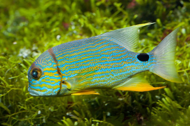 A Sailfin Snapper Symphorichthys Spilurus Stock Image - Image of indian ...