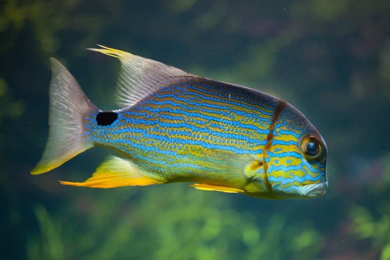 Sailfin Snapper Symphorichthys Spilurus Stock Photo - Image of ...
