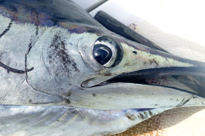 Sailfish Face Macro Closeup Detail Stock Photo - Image of blue, food ...