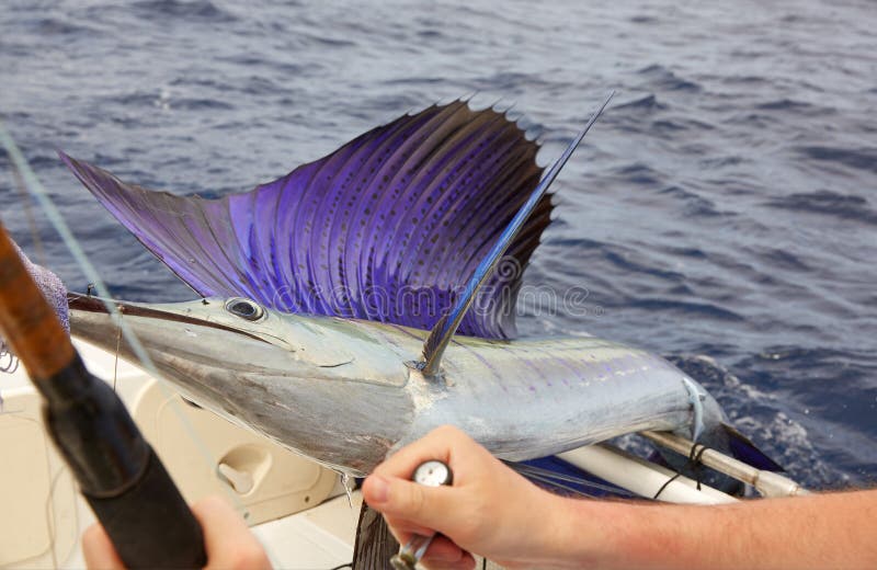 Sailfish stock photo. Image of nature, animal, fisherman - 63360890