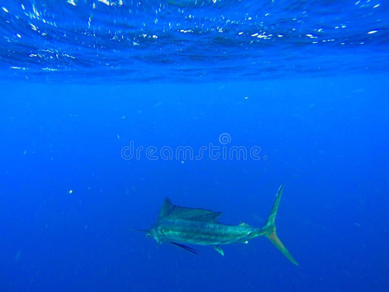 Sailfish Jumping Stock Photos - Free & Royalty-Free Stock Photos from ...