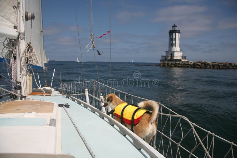 Sailing dog stock photo. Image of reflection, building - 2511026