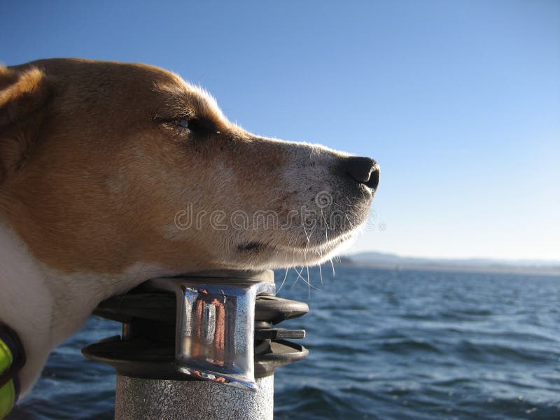 Sailing Dog stock photo. Image of sailing, calm, sail - 3345938