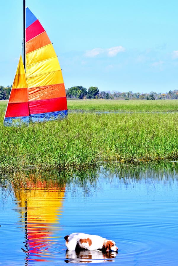 Sailing with Happy Dog stock image. Image of happy, peace - 66625985