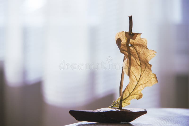 The Sailing Ship from the Oak Tree and Leaf. Stock Image - Image of ...