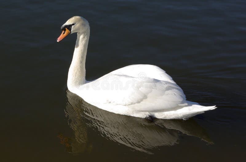 Sailing a swan stock photo. Image of roma, lake, italy - 102281892