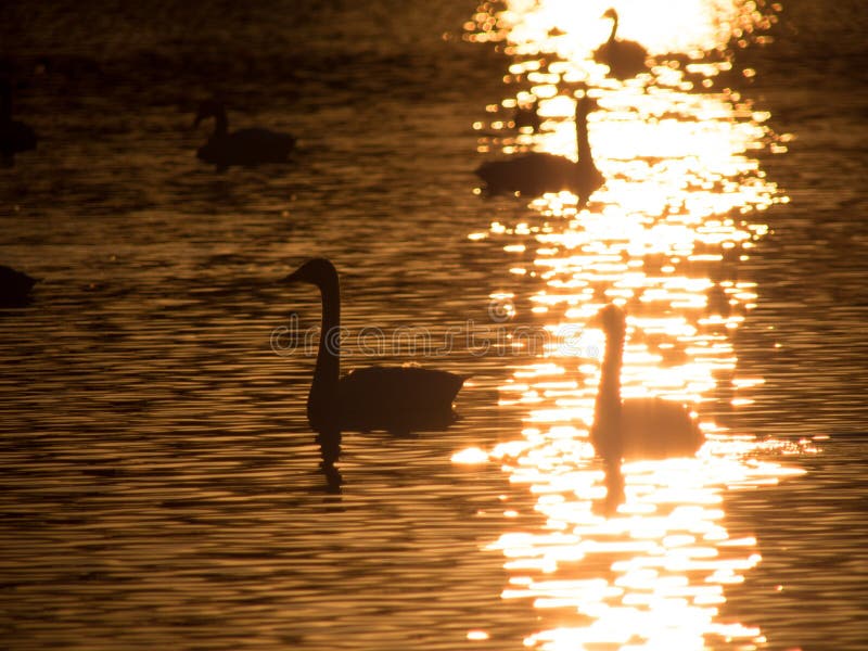 Sailing Swans in the Backlight Stock Image - Image of birds, glitter ...