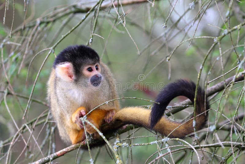 Saimiri foto de archivo. Imagen de poco, simiesco, cola - 19468248