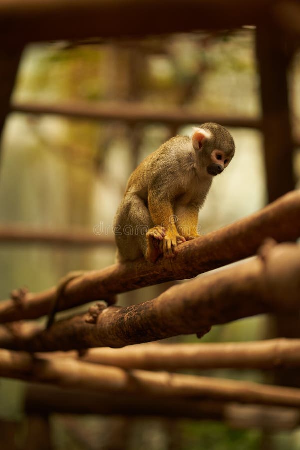 Saimiri Monkey Sitting on Logs Stock Image - Image of cute, baby: 177848157