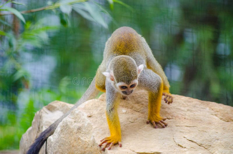 Saimiri Sciureus foto de archivo. Imagen de rico, surinam - 116736354