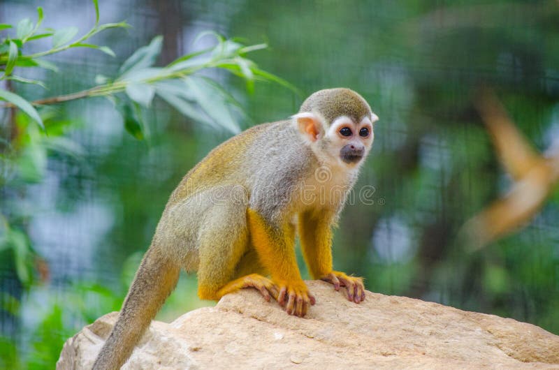 Saimiri Sciureus foto de archivo. Imagen de elegante - 116736426