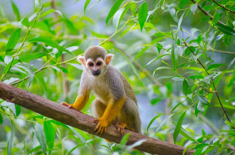 Saimiri Sciureus стоковое изображение. изображение насчитывающей ...