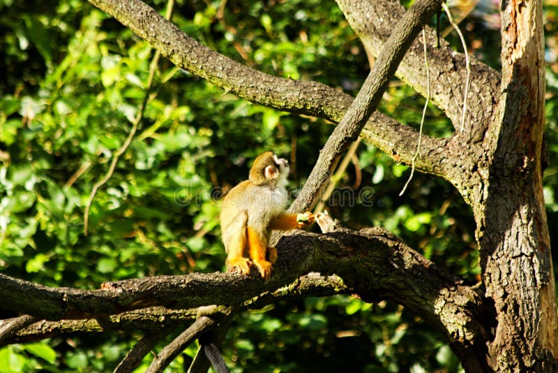 Saimiri sciureus stock image. Image of little, animals - 56562199