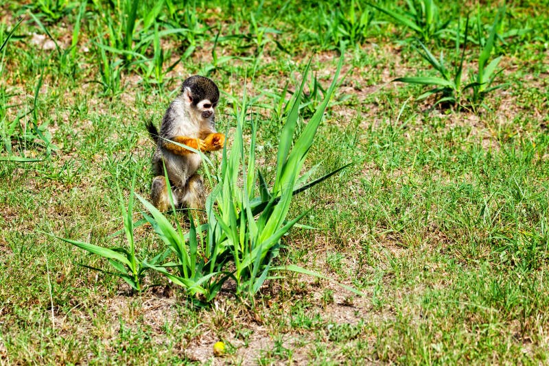 Squirrel Monkey, Amazonian Jungle Stock Image - Image of curious ...