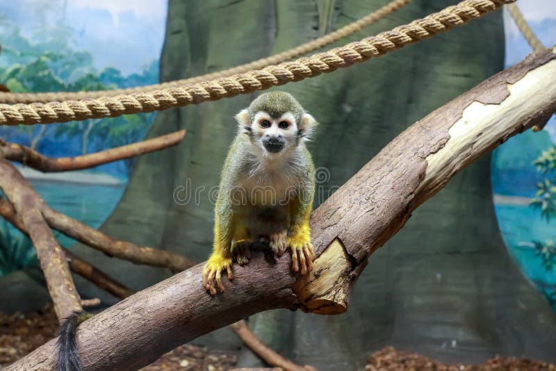 Saimiri sciureus monkey stock photo. Image of monkey - 164909270