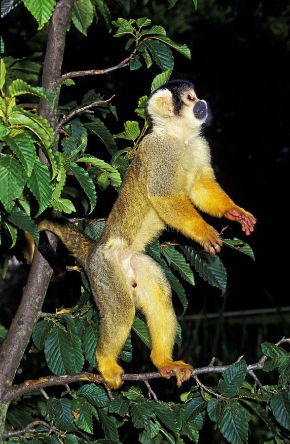 SAIMIRI SINGE ECUREUIL Saimiri Sciureus Stock Image - Image of mammal ...