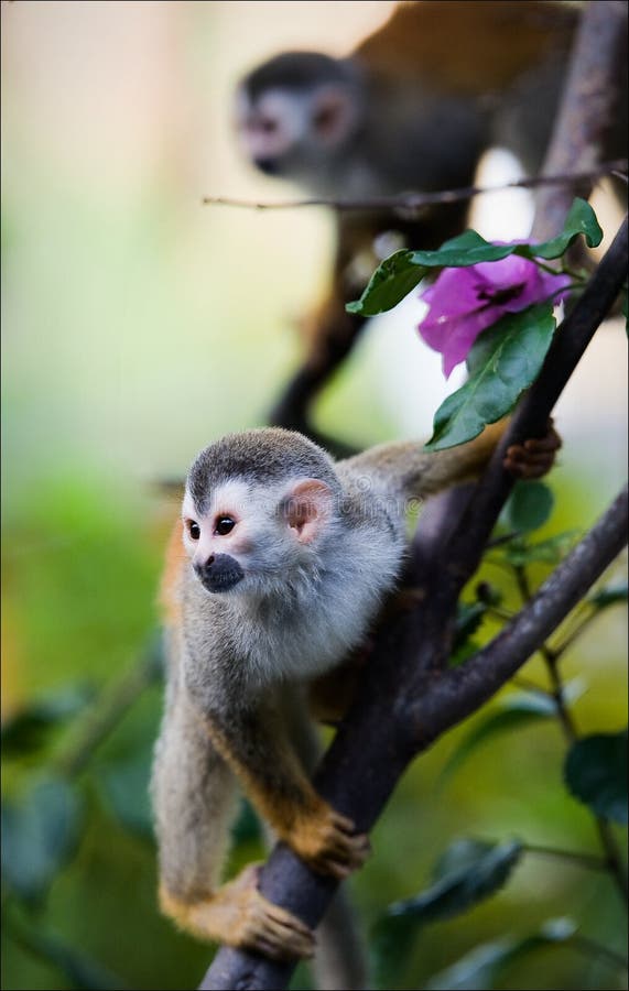 Saimiri - Squirrel monkey. stock photo. Image of primate - 16083108