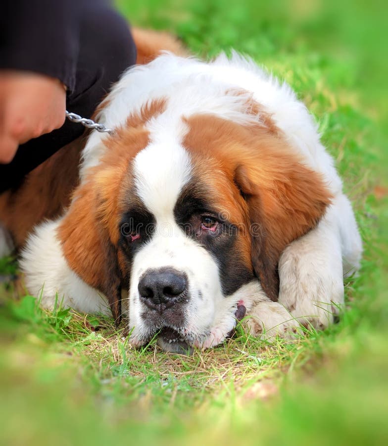 St. Bernard stock image. Image of head, large, face, highland - 3305661