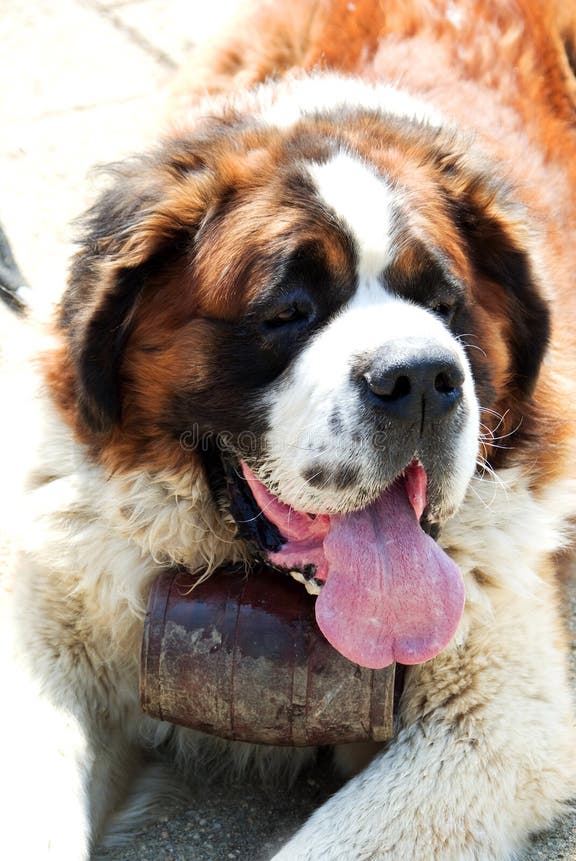 Saint Bernard stock image. Image of saint, bernard, cute - 21975547