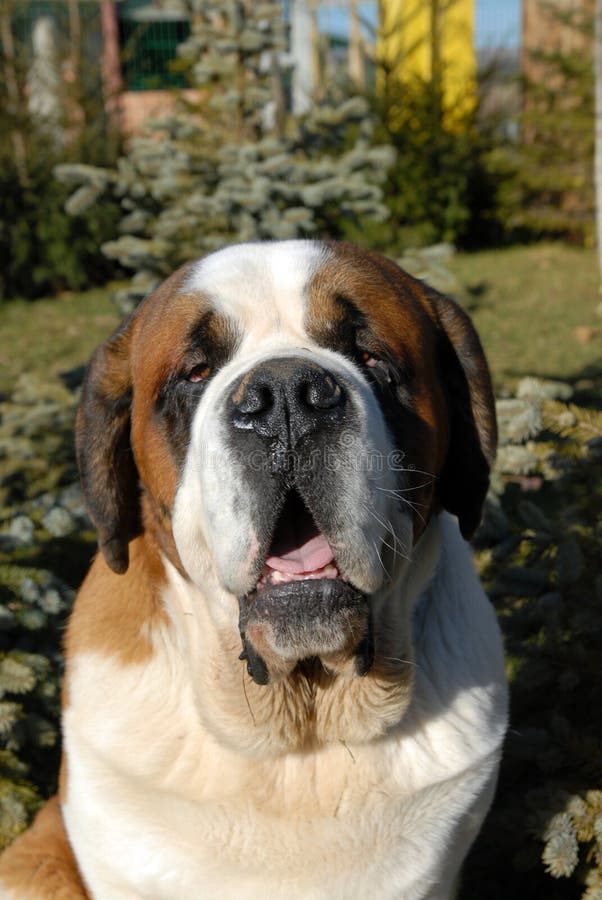 Saint Bernard stock image. Image of beautiful, soft, face - 33493347