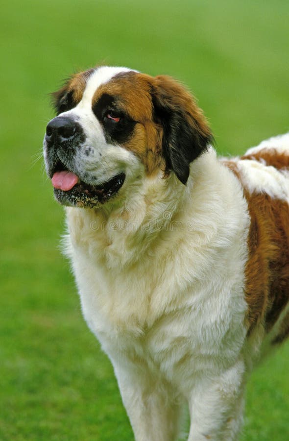 SAINT BERNARD DOG, ADULT WALKING on GRASS Stock Photo - Image of mammal ...