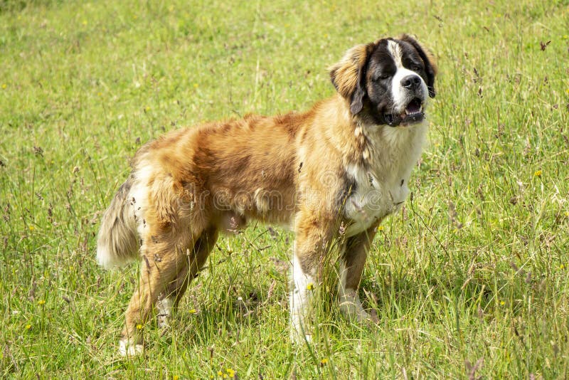 Big Saint Bernard dog stock photo. Image of adorable - 222786680