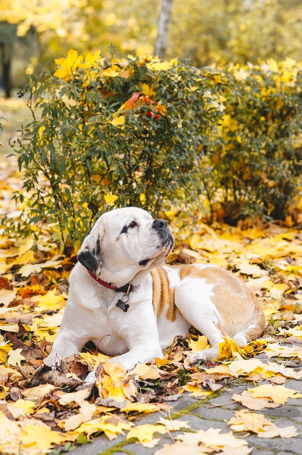 Saint Bernard Dog Lying on Maple Leaves in Autumn Stock Image - Image ...