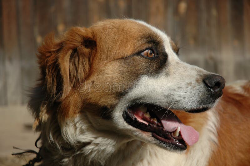 Saint bernard dog stock photo. Image of face, cogs, teeth - 30690146