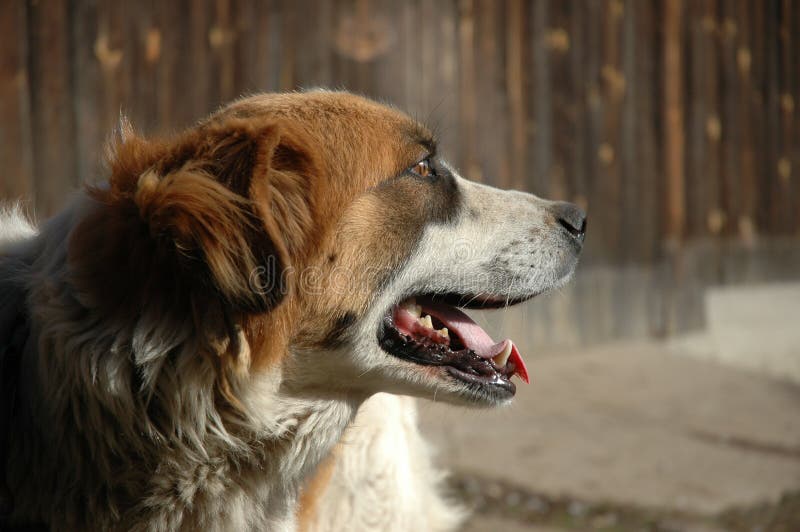Saint bernard dog stock photo. Image of bark, animal - 30690192
