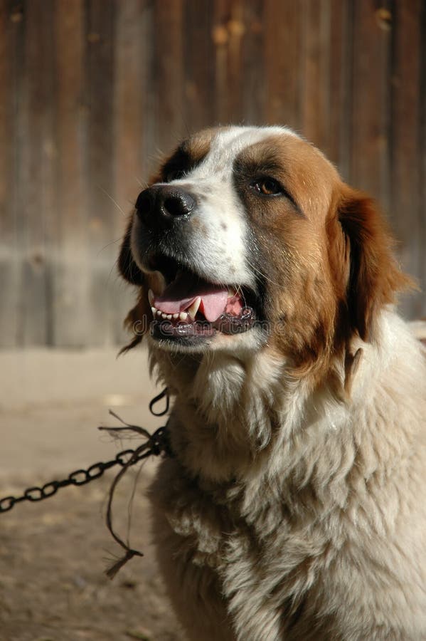 Saint bernard dog stock photo. Image of eyes, teeth, bark - 30690212