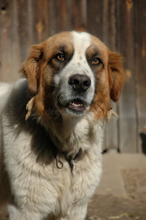 Saint bernard dog stock image. Image of animal, eyes - 30690247