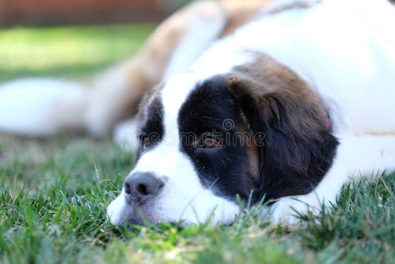 Saint Bernard stock image. Image of cute, bernard, animal - 84032727