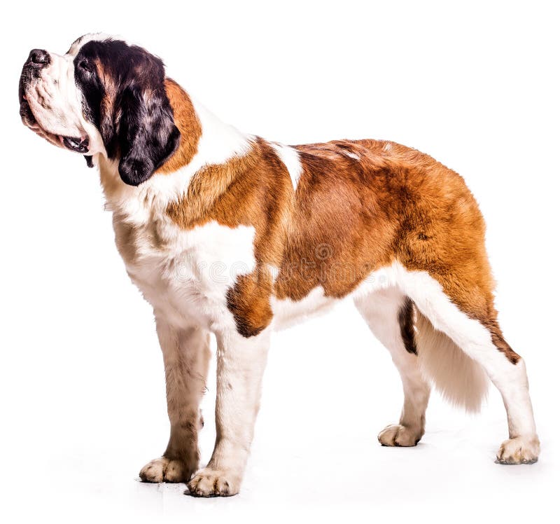 Saint Bernard stock photo. Image of canine, teeth, hunting - 92869752