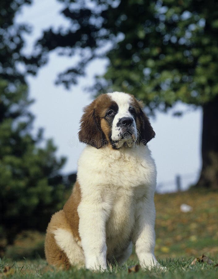 SAINT BERNARD DOG, PORTRAIT of ADULT with TONGUE OUT Stock Image ...