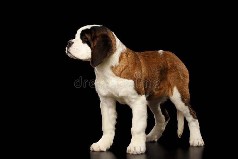 Saint Bernard Puppy on Isolated Black Background Stock Image - Image of ...