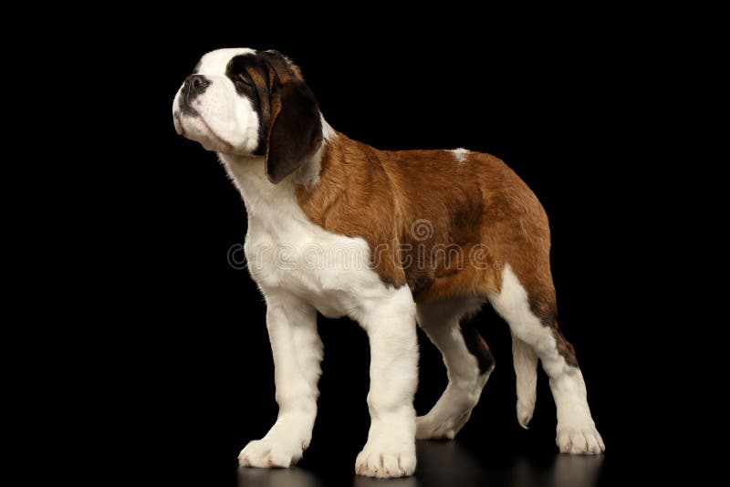 Saint Bernard Puppy on Isolated Black Background Stock Photo - Image of ...