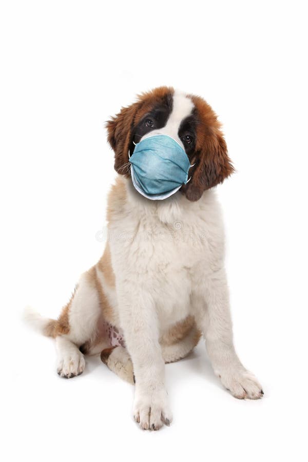 Ppe Dog Stock Photos - Free & Royalty-Free Stock Photos from Dreamstime