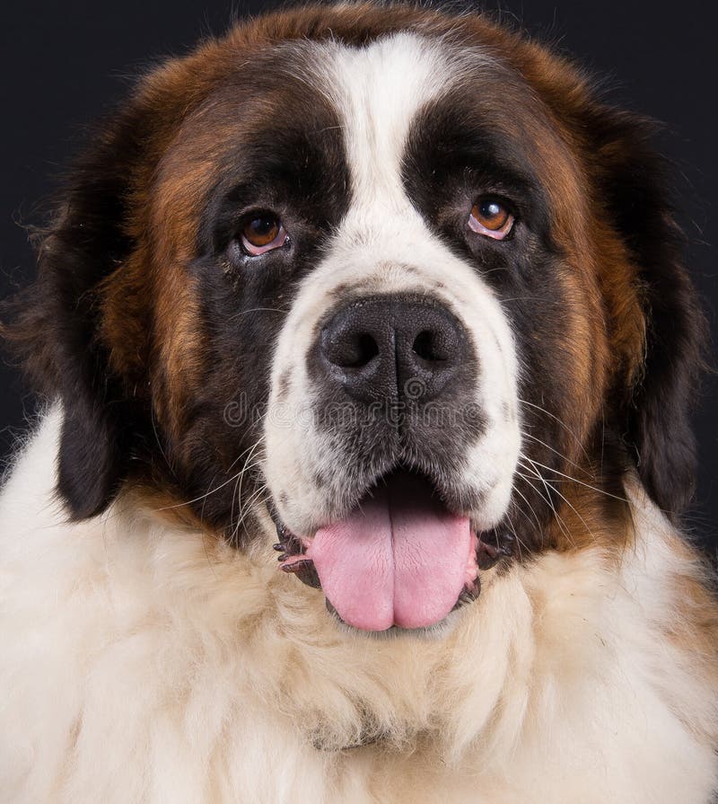 Saint Bernard stock photo. Image of snout, roux, carnivoran - 49262392