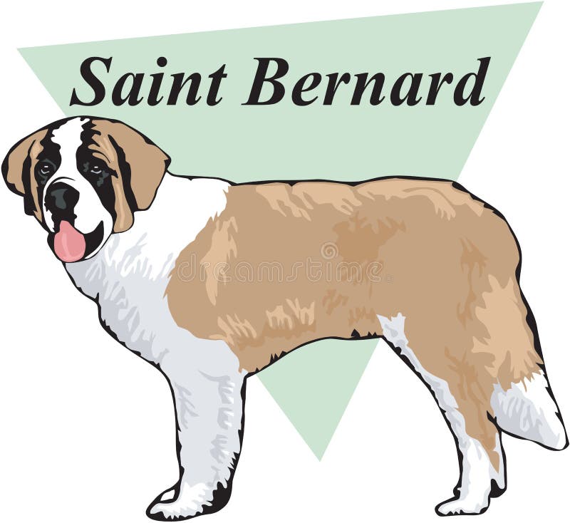 Saint Bernard Vector Illustration Stock Vector - Illustration of pets ...