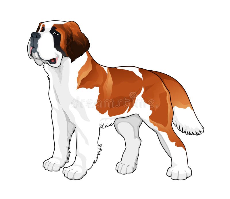 Saint Bernard. stock vector. Illustration of cartoon - 34608024