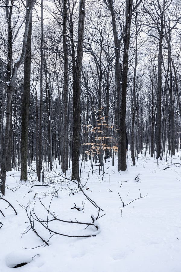 Saint-Bruno National Park, Canada Quebec Stock Image - Image of season ...