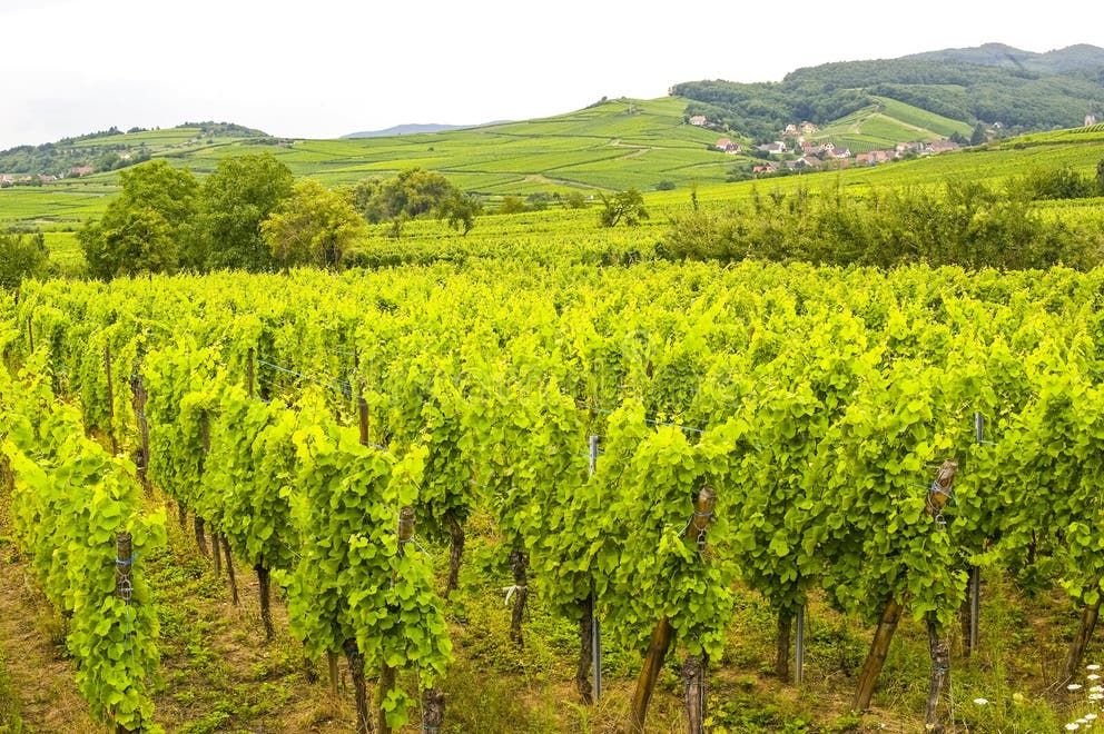 Saint-Hippolyte (Alsace) - Vineyards Stock Image - Image of ...