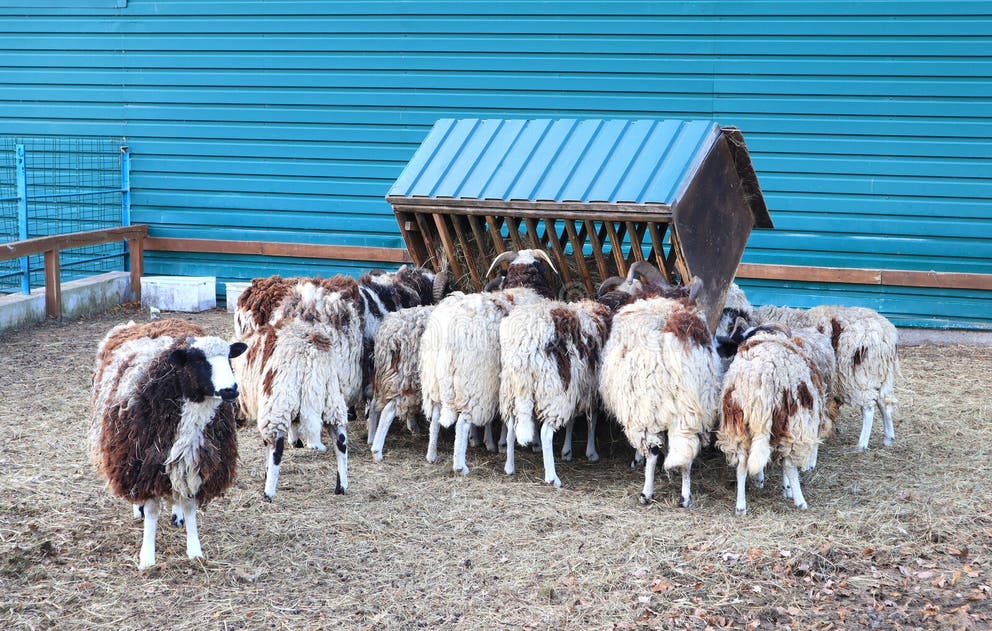 Saint Jacob S Sheeps - Ancient and Rare Breed Stock Photo - Image of ...