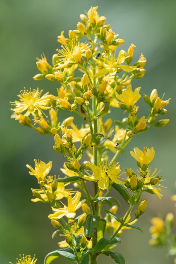 Saint Johns Wort Hypericum Perforatum Stock Photo - Image of flower ...